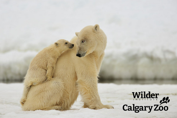 Lantern Press - 127120